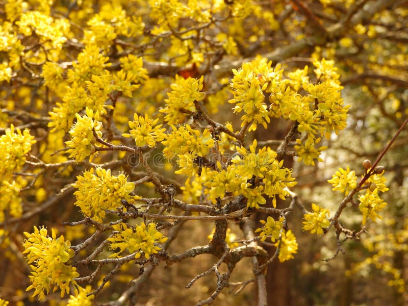Flowering Cherry Trees Make a Showy Display Stock Image - Image of ...