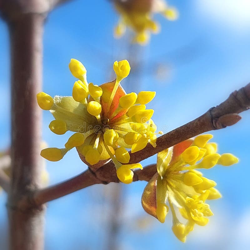 Cornelian Cherry (Cornus Mas) Stock Photo - Image of family, small ...