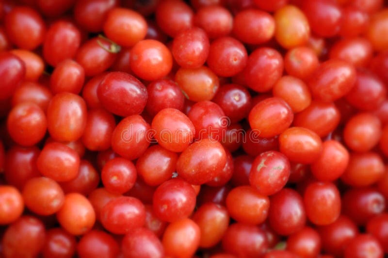 Cornelian Cherry - European Cornel Stock Image - Image of cherry, berry ...