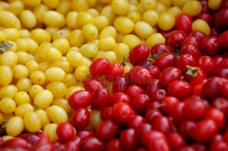 Cornelian Cherry - European Cornel Stock Image - Image of ukraine ...