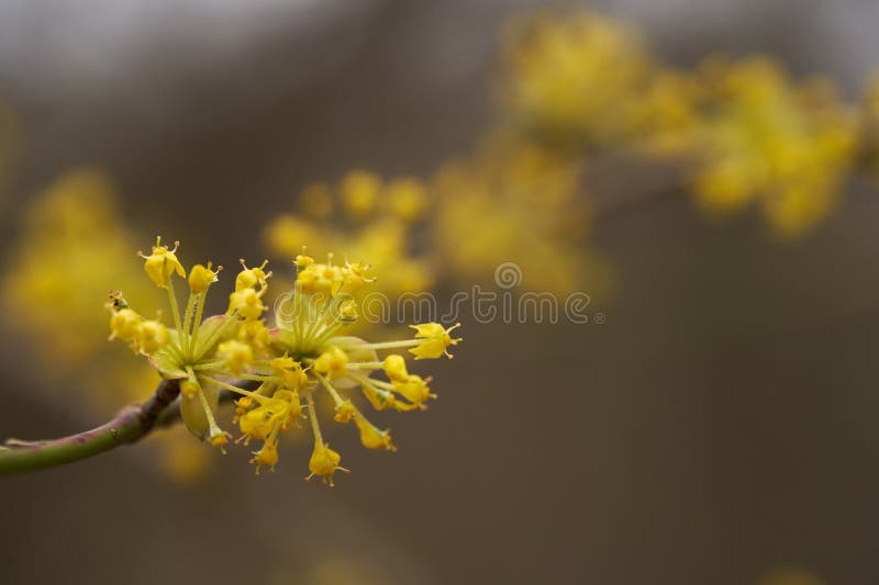 Cornelian Cherry Tree in Bloom Stock Image - Image of yellow, delicate ...