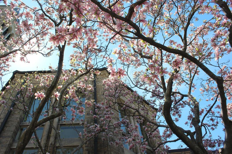 University Campus in Springtime with Blooming Trees Editorial ...