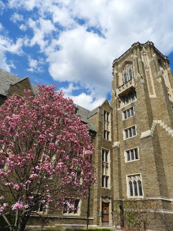 Cornell University Quad Magnolia in Spring Bloom Stock Image - Image of ...