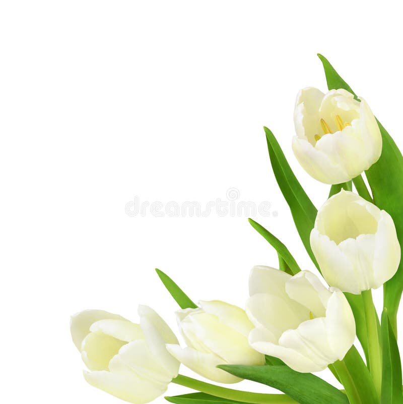 Corner Arrangement with White Tulip Flowers Isolated on White Stock ...