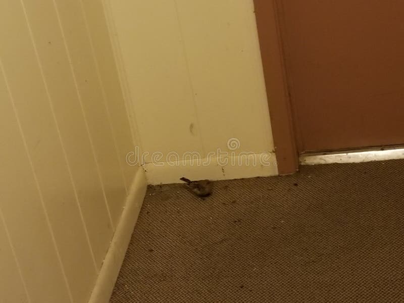 Corner Bird stock photo. Image of indoors, bird, uninvited - 130046298