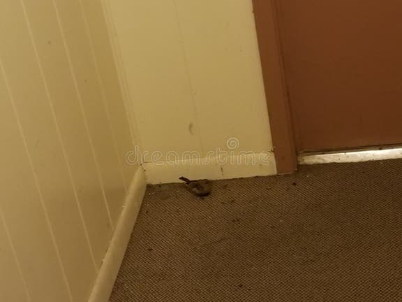 Corner Bird stock photo. Image of indoors, bird, uninvited - 130046298