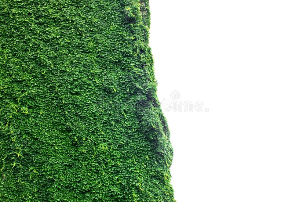Vines Crawling Up the Corner with Sky Background. Stock Image - Image ...