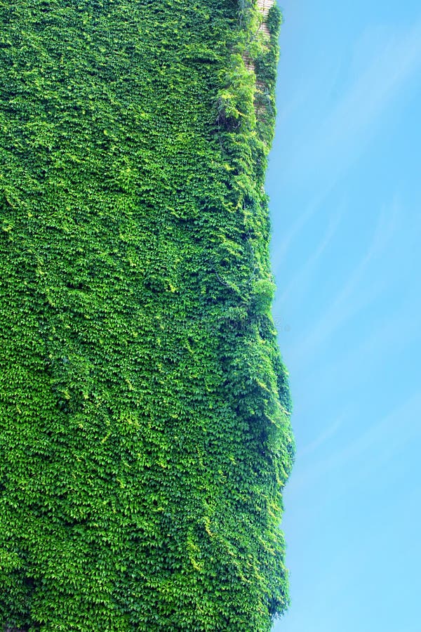 Vines Crawling Up the Corner with Sky Background. Stock Image - Image ...