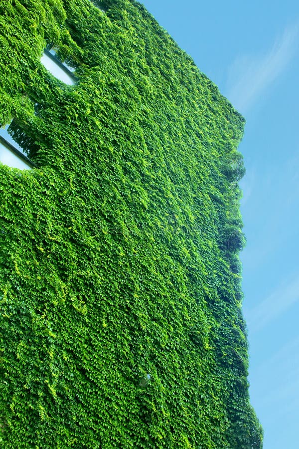 Vines Crawling Up the Corner with Sky Background. Stock Image - Image ...