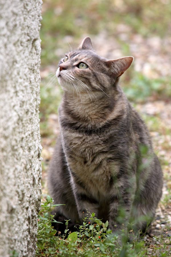 Corner cat stock photo. Image of meow, savage, regard - 17906418