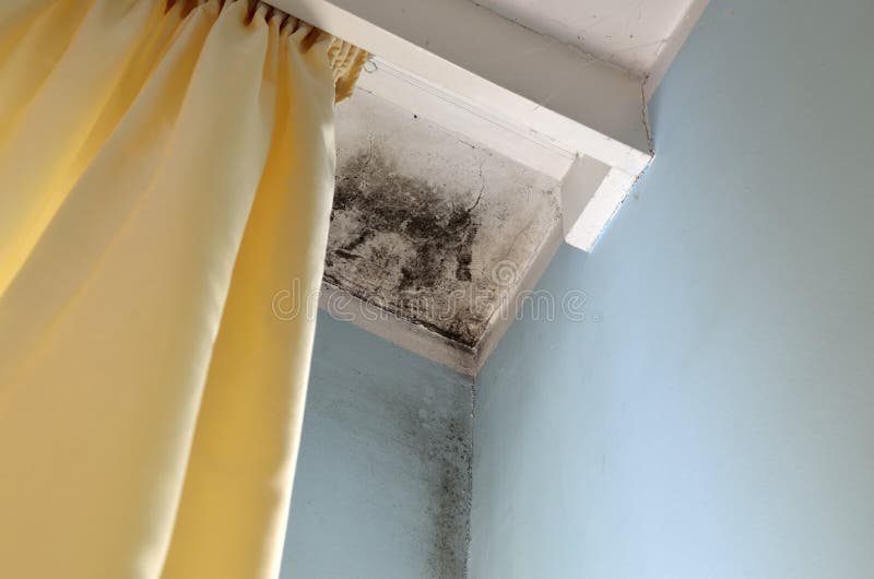 Corner of Ceiling with Mold Stock Image - Image of asthma, sickness ...