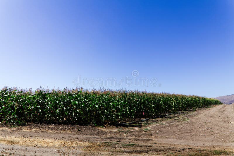 Corner of Corn Field with Dirt and Blue Sky Stock Photo - Image of ...