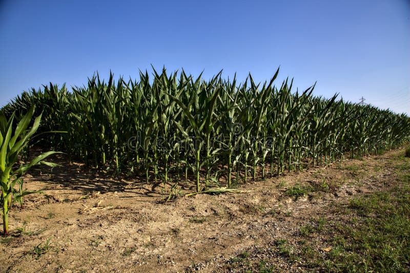 Corner of a Corn Field in the Italian Countryside in Summer Stock Photo ...