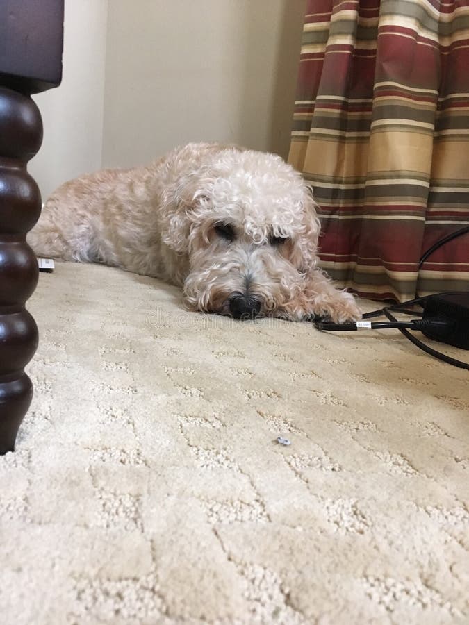 Corner dog stock photo. Image of room, corner, animal - 123423986