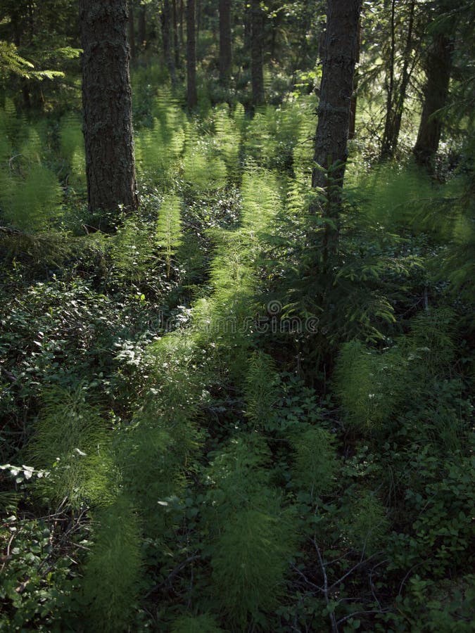 A corner in a forest stock photo. Image of forest, fresh - 218615076