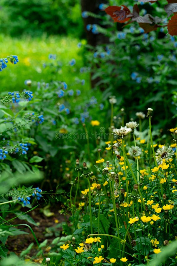 Corner of a Garden with Yellow and Blue Flowers Stock Photo - Image of ...