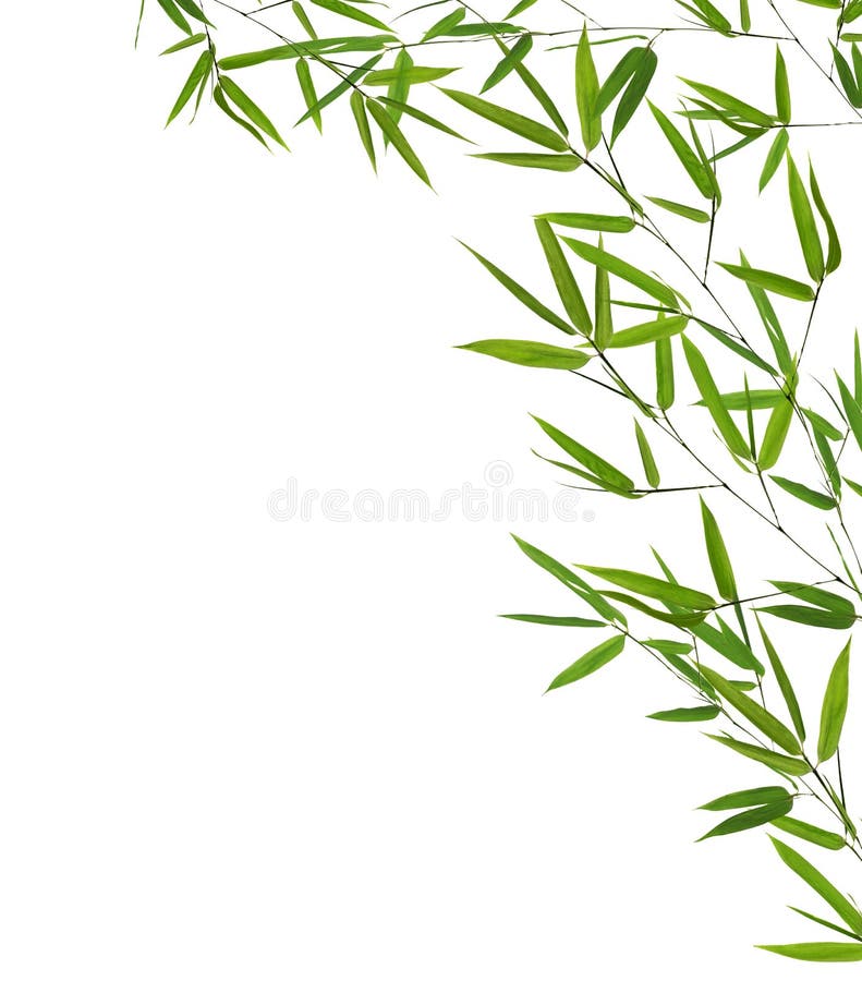 Corner from Green Bamboo Branches on White Stock Photo - Image of tree ...