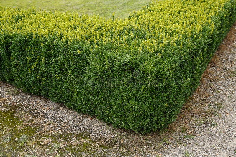 Green Trimmed Bush Hedge in the Park Stock Photo - Image of shape, maze ...