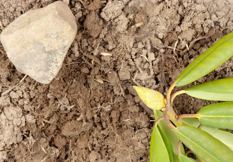 Corner Leaves stock photo. Image of leaves, leaf, nature - 28415432