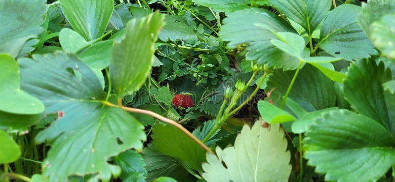 A corner of life stock image. Image of corner, life - 252645303