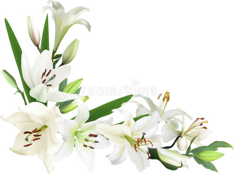 Illustration with Lily-of-the-valley Flower Stock Illustration ...