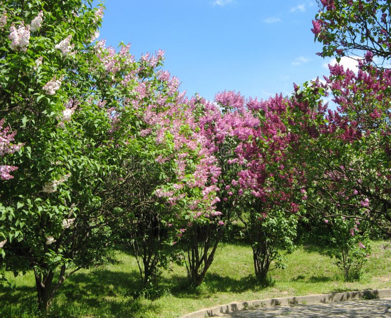Corner of the Park in Spring. Flowering Trees. Sunny Stock Image ...