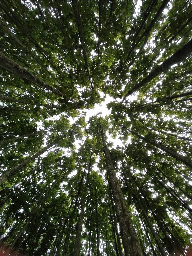 Corner of the pine forest stock photo. Image of flower - 261938734