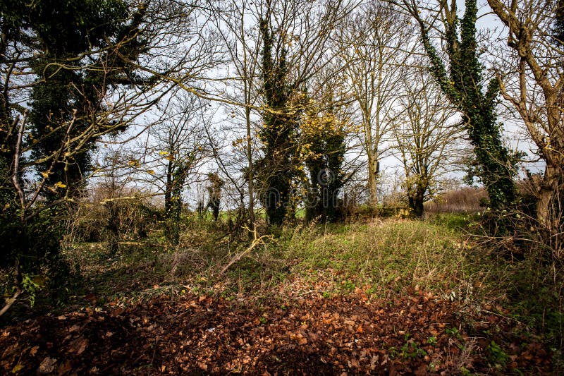 Corner plot spinney stock image. Image of barn, spinney - 63278331