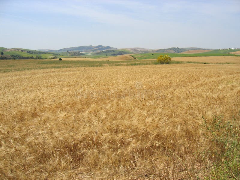 Corner of a Spanish Field Countryside Background Stock Photo - Image of ...
