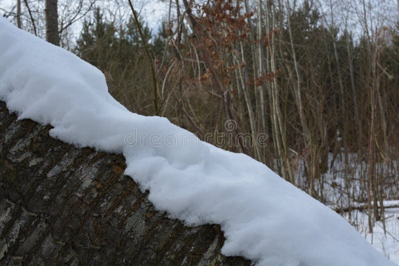 Corner Tree Trunk Covered Snow Stock Photos - Free & Royalty-Free Stock ...