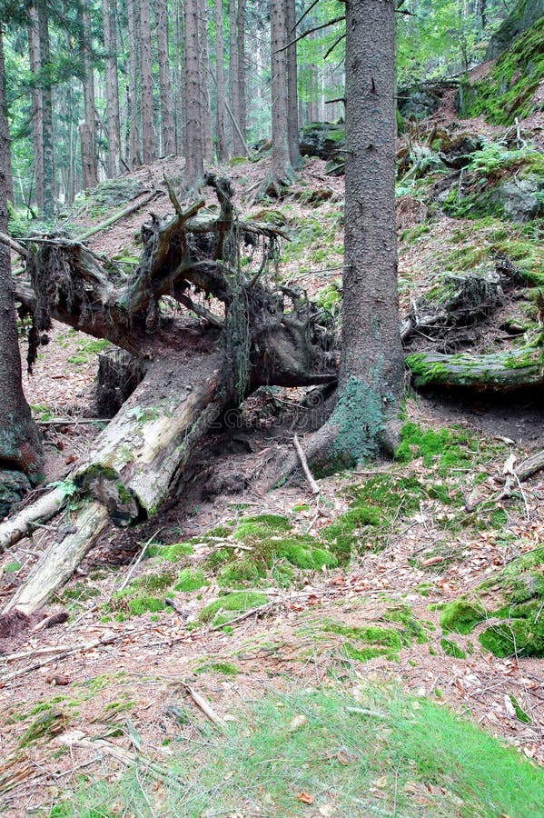 Corners of the forest. stock photo. Image of details - 58180394