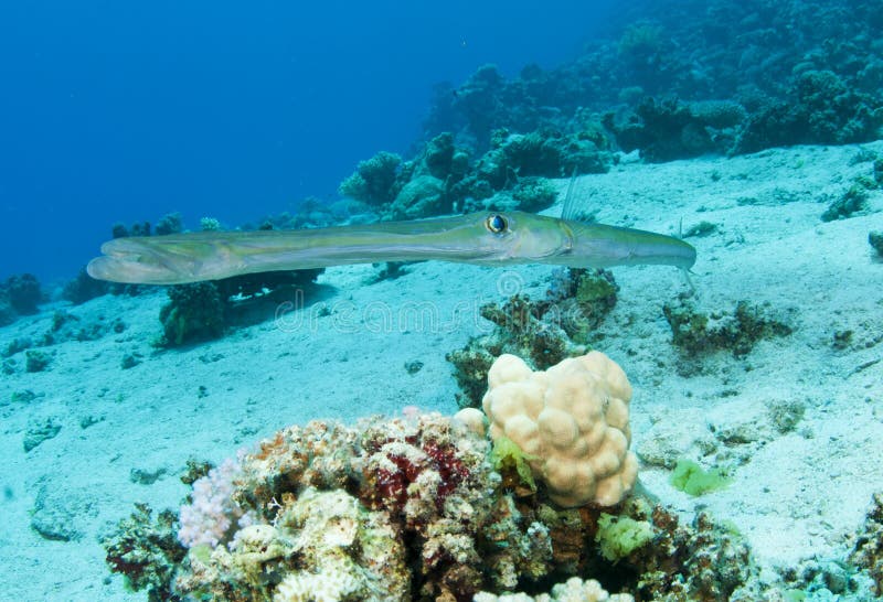 Cornet fish stock photo. Image of trumpetfish, water - 16275408