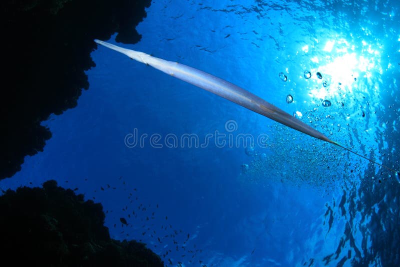 Cornetfish stock foto. Image of koraal, duik, lang, dier - 36920876