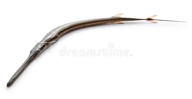 Cornetfish Isolatede Stock Photos - Free & Royalty-Free Stock Photos ...