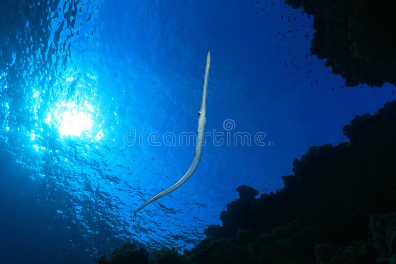 Cornetfish stock photo. Image of fistularia, discover - 36920868