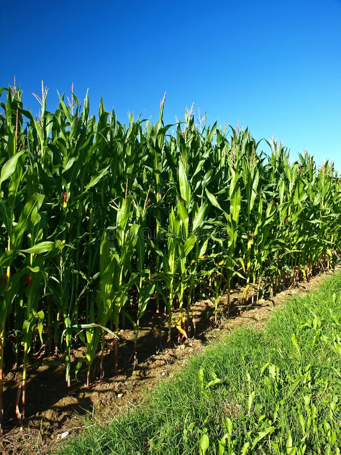 Corn Stalks stock image. Image of country, dusk, farm - 15711929