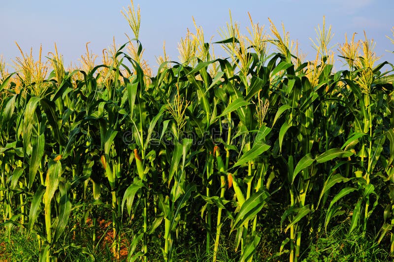 Corn Field in Alabama stock image. Image of crop, nature - 16532997