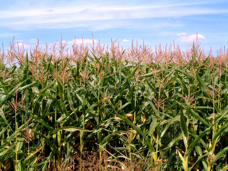 Cornfield 2 stock photo. Image of flora, farming, color - 75532