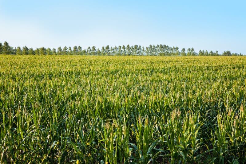 Cornfield stock image. Image of growing, husbandry, countryside - 20519407