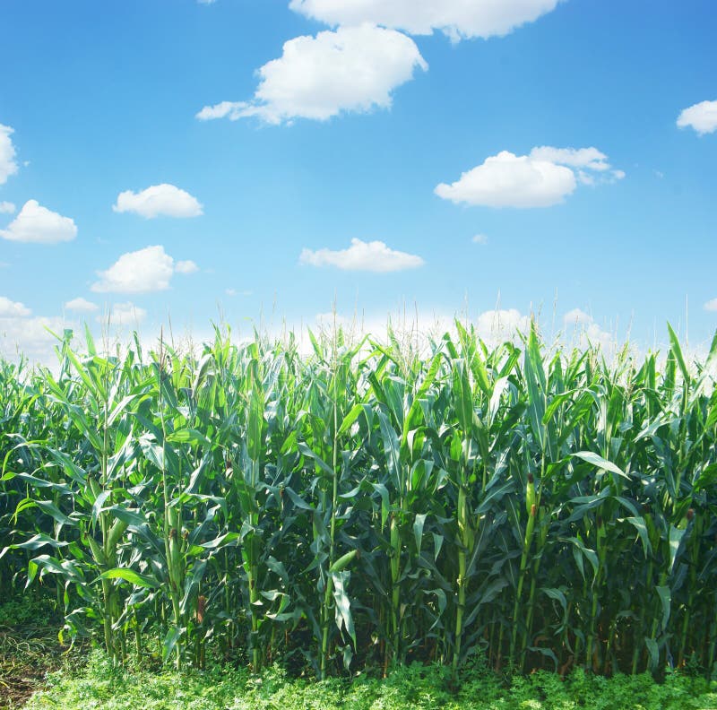 Corn Field stock photo. Image of circle, golden, field - 57244090