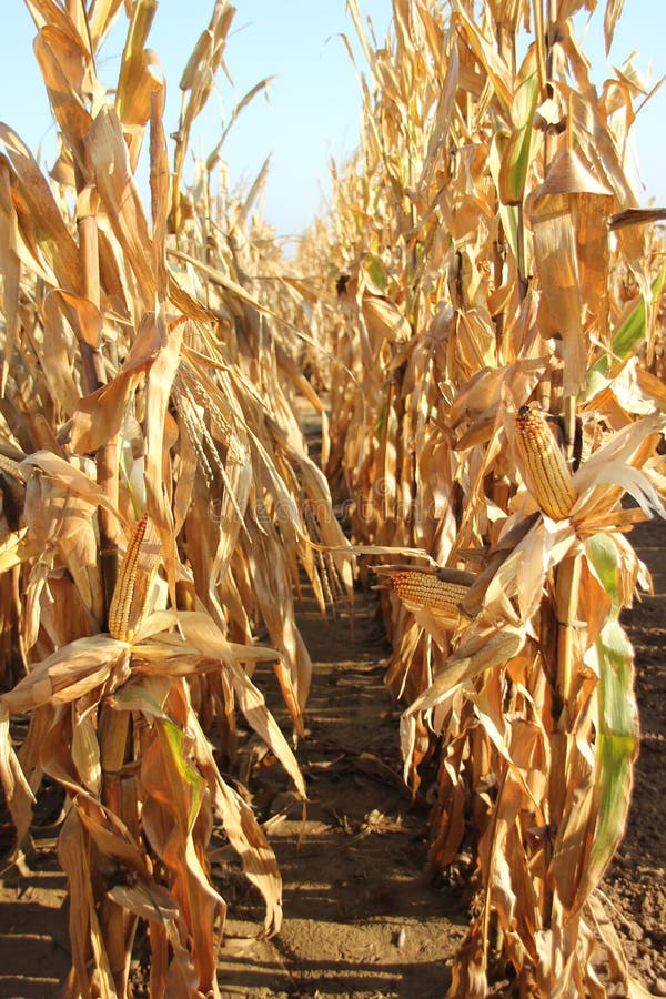 Cornfield stock photo. Image of cornfield, agriculture - 27225152