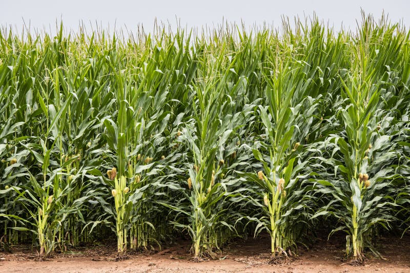 Louisiana Cornfield Stock Photos - Free & Royalty-Free Stock Photos ...