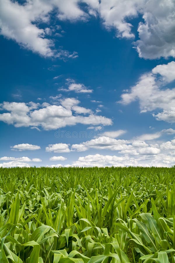 Field of Corn, Blue Sky and Clouds, Farm Cornfield Stock Photo - Image ...