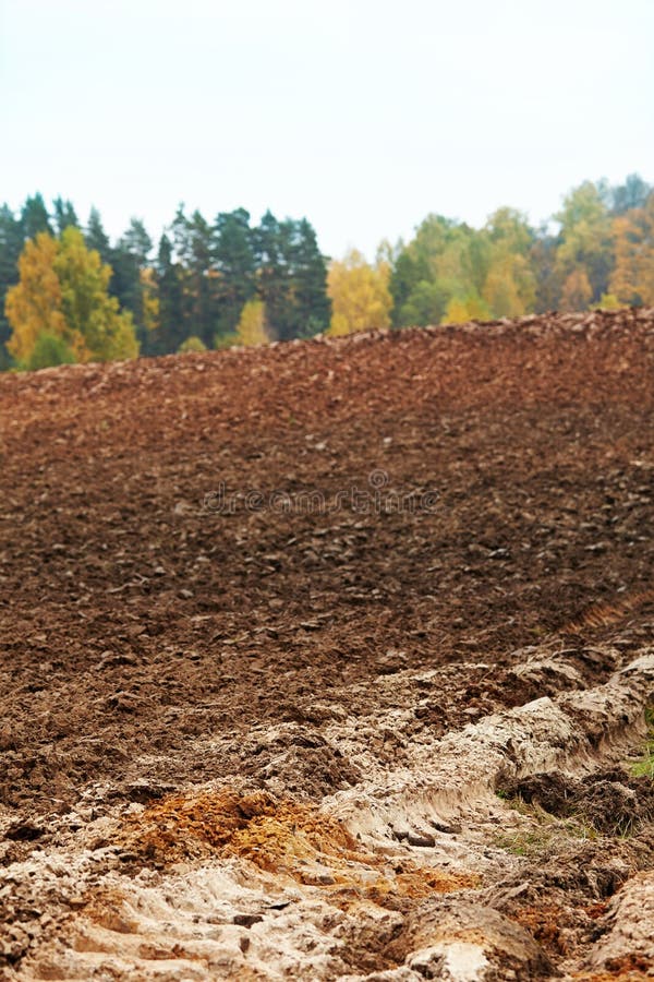 Cornfield in autumn stock photo. Image of green, land - 34565338