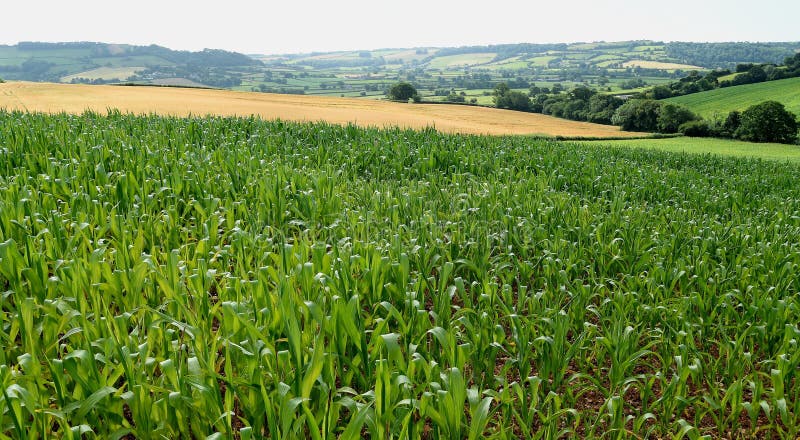 Cornfield in Axe valley stock photo. Image of natural - 74812966