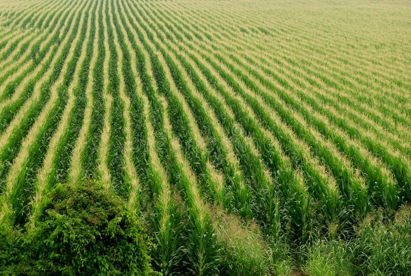 Cornfield on a hill stock photo. Image of nature, harvesting - 14664938