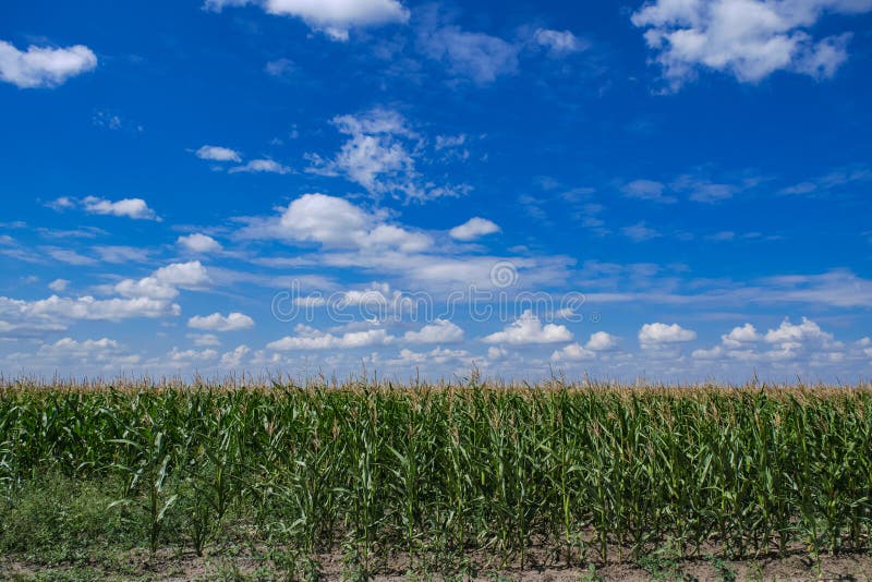 Cornfield Background Blue Sky and Clouds Stock Photo - Image of ...