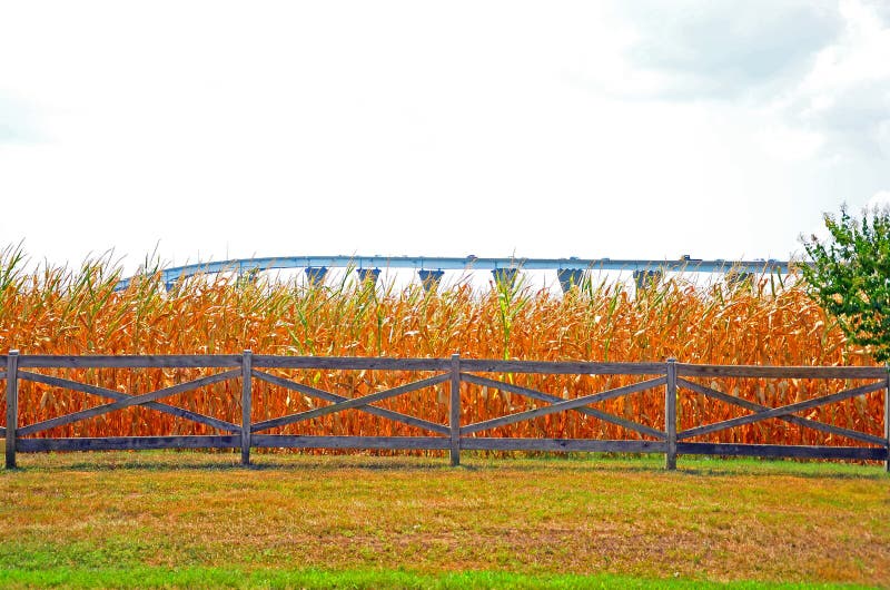 Cornfield with Bridge stock image. Image of field, plains - 36186215