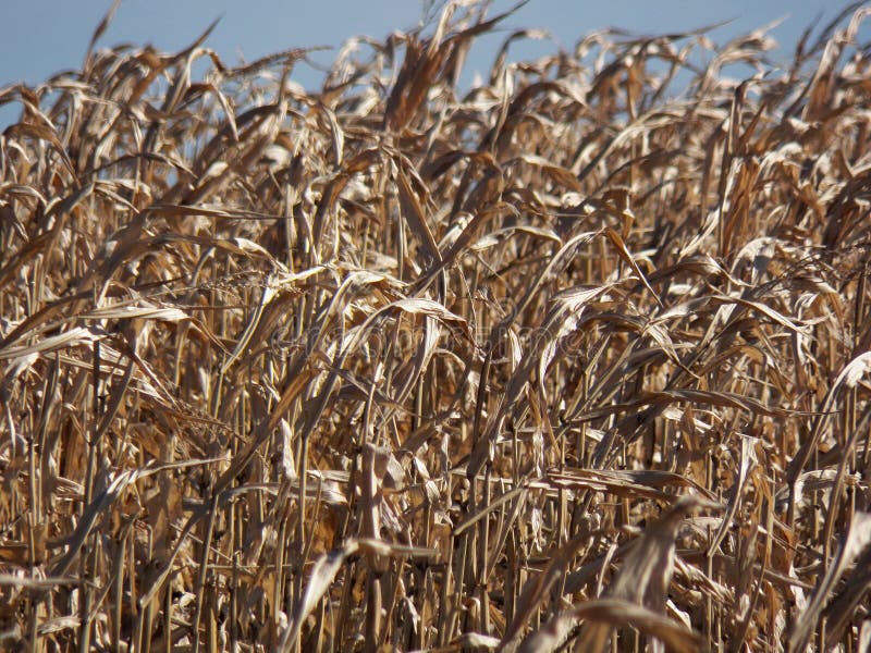 Cornfield (Close-Up) stock photo. Image of scenic, cornfield - 40739114
