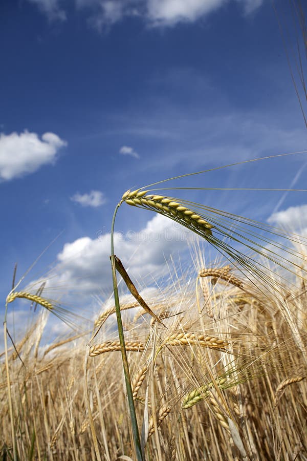 Cornfield close up of rye stock image. Image of farming - 56086793